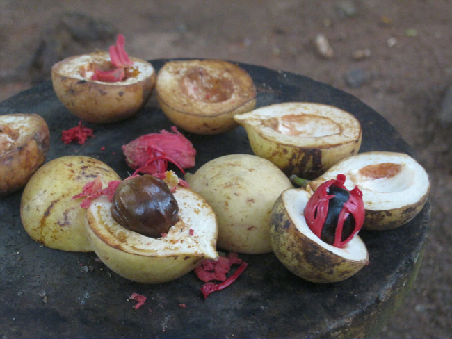 La muscade - Tout sur la muscade (Myristica fragrans)