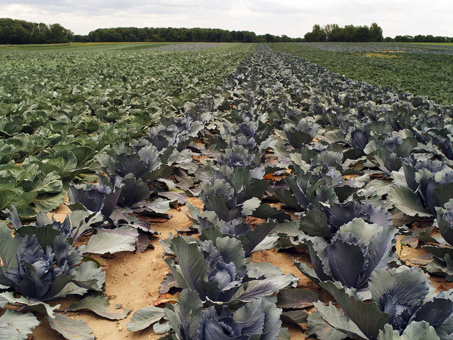 Les choux - En savoir plus sur les choux pour mieux les cuisiner