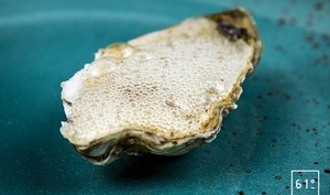 Le plein de recettes iodées, variées et festives pour cuisiner les huîtres