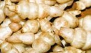 Recettes de crosnes : des idées de recettes faciles et originales
