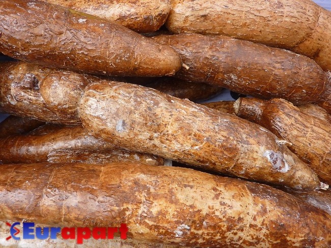 Le manioc : origine, description, valeurs nutritionnelles - Recette par ...