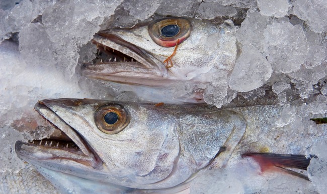 Recettes de colin et de cabillaud