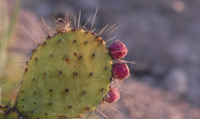 Le nopal, un super aliment mexicain à intégrer dans vos recettes de ...