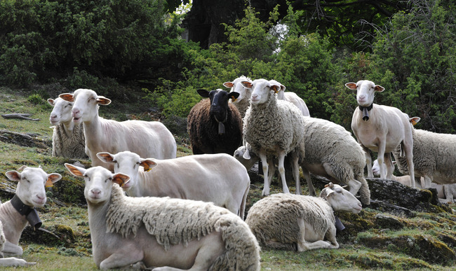 Recettes de brebis : des idées de recettes faciles et originales