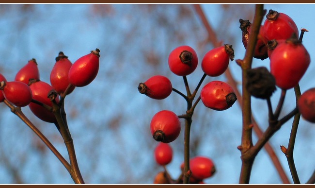 Recettes de cynorrhodons : des idées de recettes faciles et originales