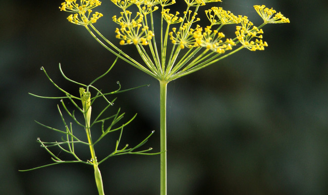 L'aneth, une herbe aromatique indispensable en cuisine qui apporte un ...