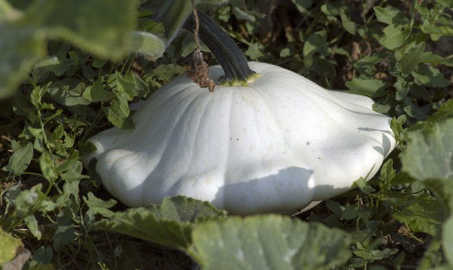 Recettes de pâtisson et de courgettes