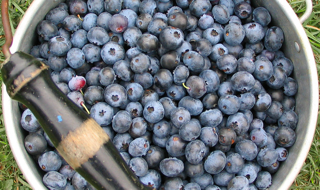 Toutes nos recettes avec des myrtilles pour confitures, entremets et ...