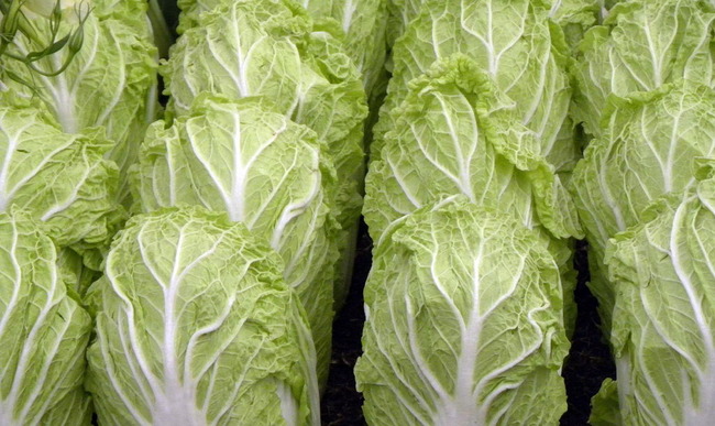 Recettes de chou chinois et de miel