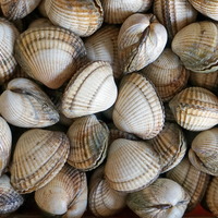Coques en stock Un coquillage fragile au goût délicat.